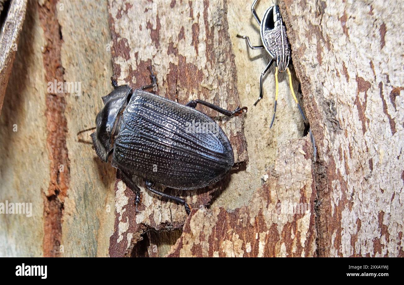 blue pie-dish beetles (Pterohelaeus) Insecta Stock Photo - Alamy