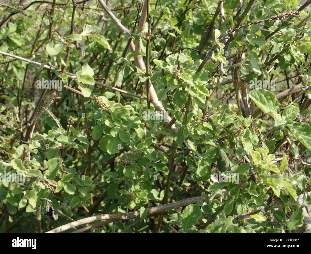 (Achyranthes aspera indica) Plantae Stock Photo - Alamy
