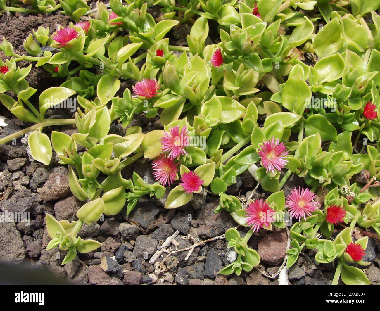 heart-leaf ice plant (Mesembryanthemum cordifolium) Plantae Stock Photo ...