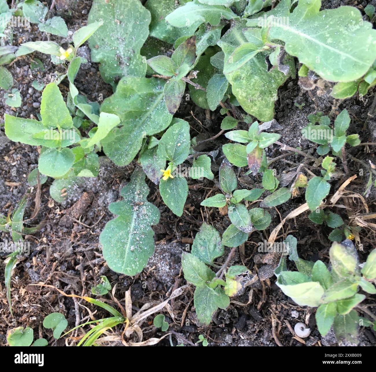 straggler daisy (Calyptocarpus vialis) Plantae Stock Photo - Alamy