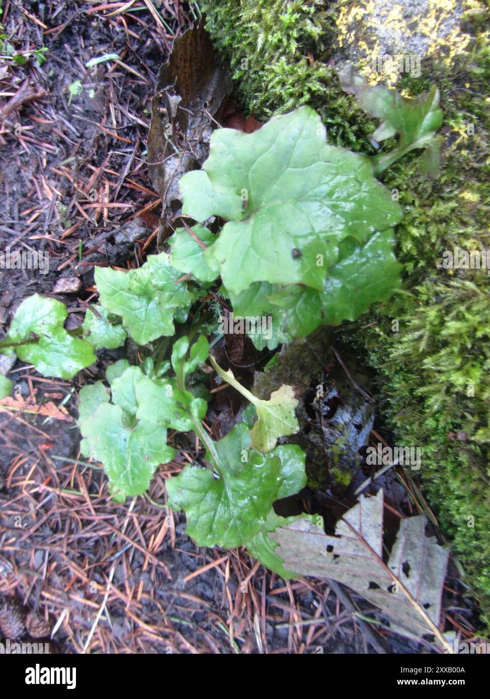 Wall Lettuce (Mycelis muralis) Plantae Stock Photo - Alamy