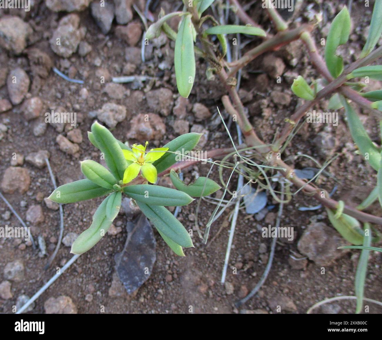 (Talinum tenuissimum) Plantae Stock Photo - Alamy