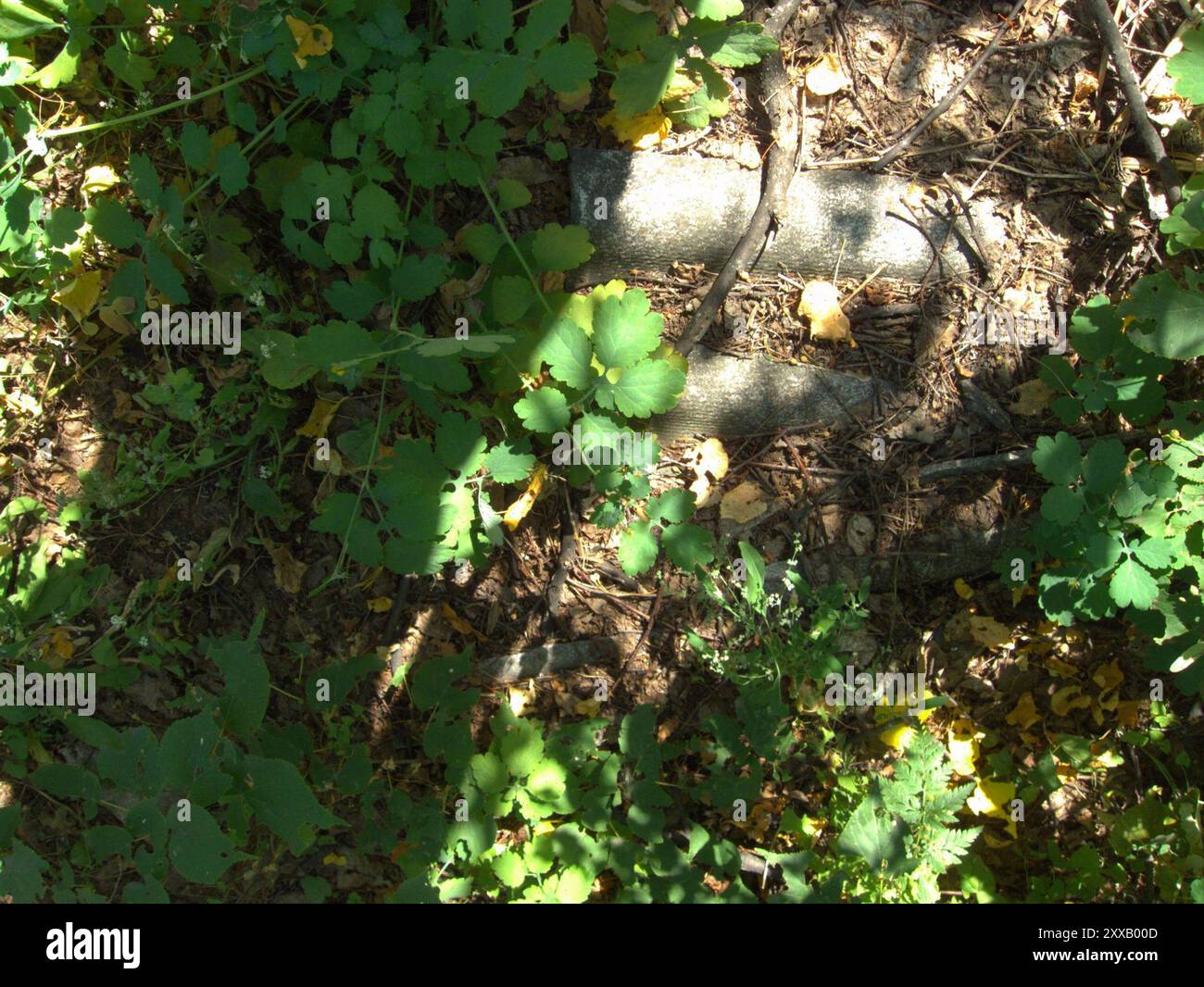 saltbush subfamily (Chenopodioideae) Plantae Stock Photo - Alamy