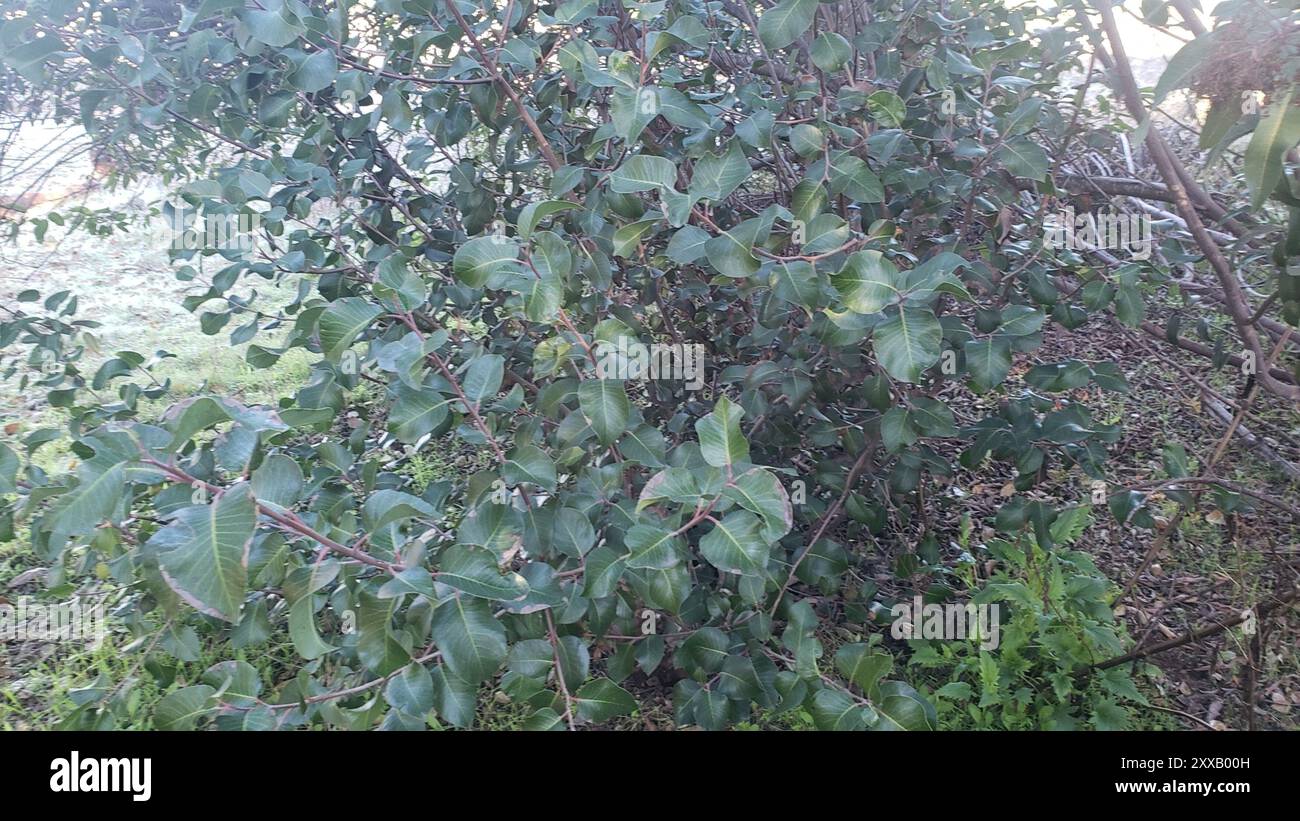 sugar bush (Rhus ovata) Plantae Stock Photo - Alamy