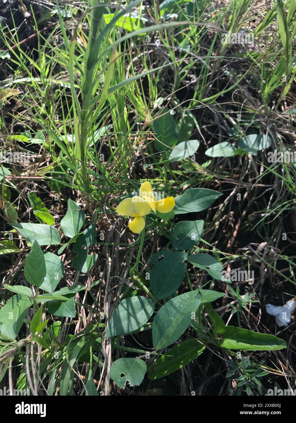 Wild Cowpea (Vigna luteola) Plantae Stock Photo - Alamy