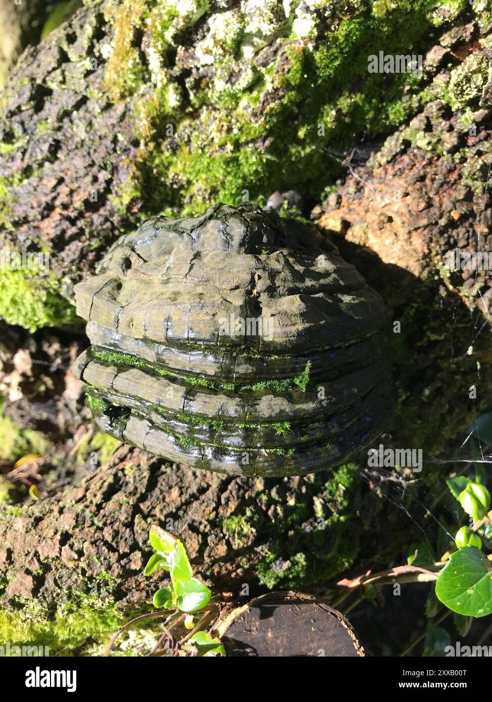 Hoof Fungus (Fomes fomentarius) Fungi Stock Photo - Alamy