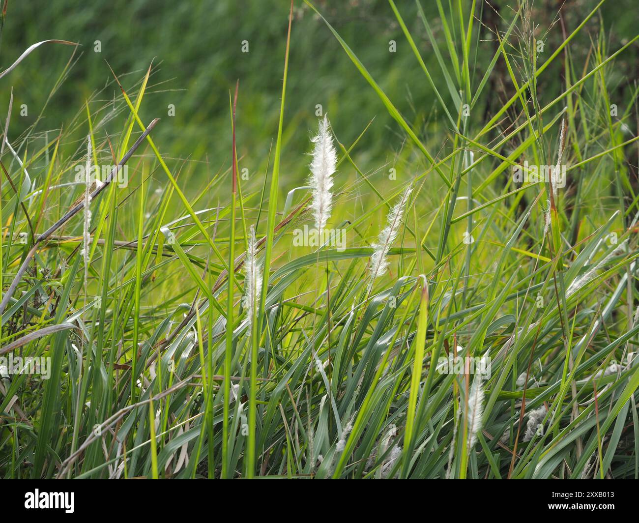 Cogon Grass (Imperata cylindrica) Plantae Stock Photo - Alamy