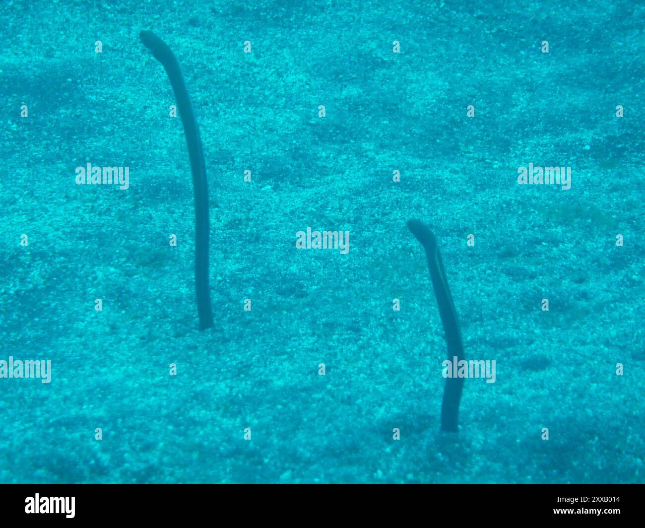 Brown Garden Eel (Heteroconger longissimus) Actinopterygii Stock Photo ...