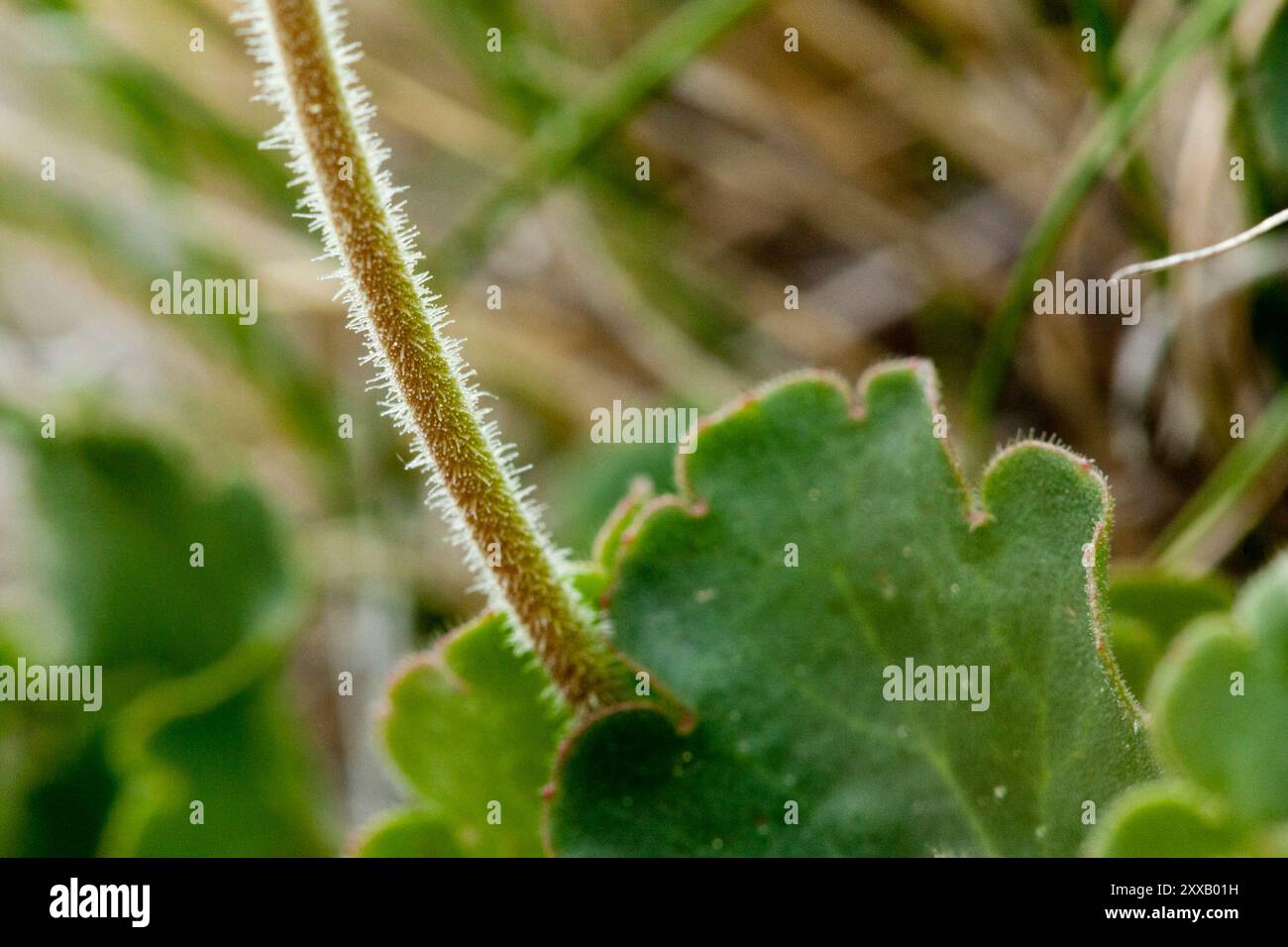 littleleaf alumroot (Heuchera parvifolia) Plantae Stock Photo - Alamy