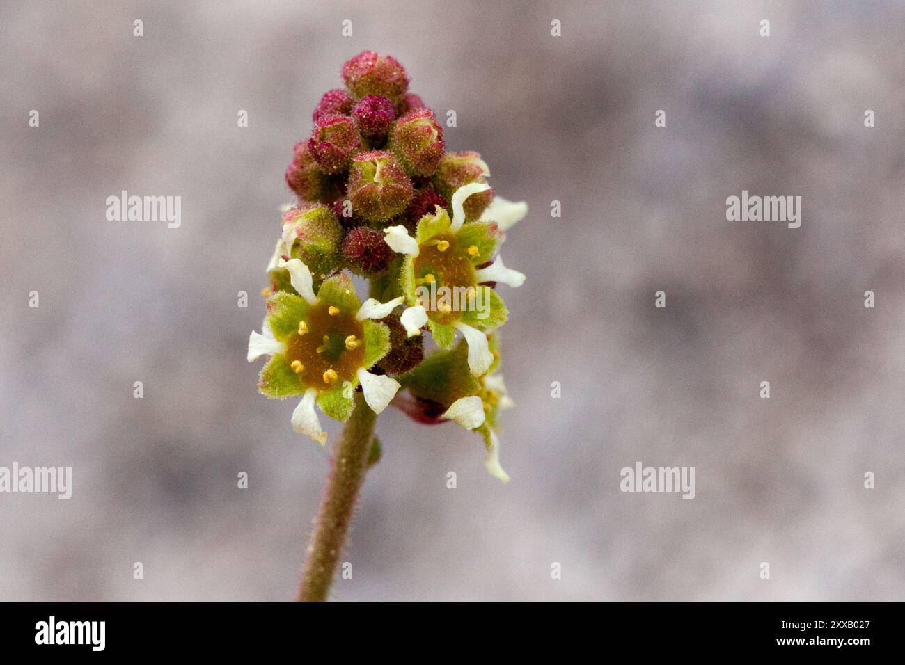 littleleaf alumroot (Heuchera parvifolia) Plantae Stock Photo - Alamy