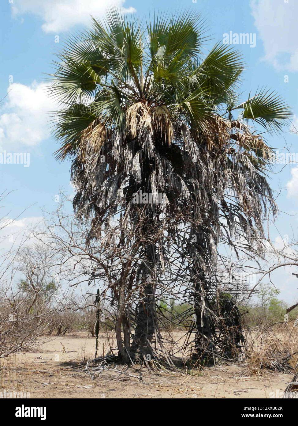 Makalani Palm (Hyphaene petersiana) Plantae Stock Photo - Alamy