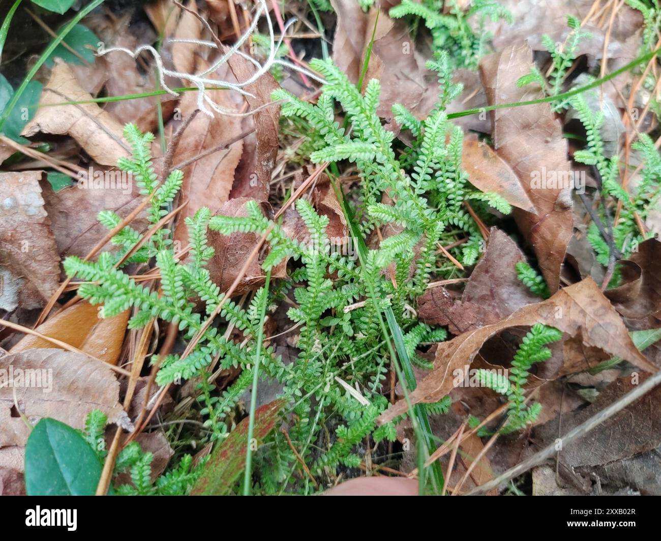 meadow spikemoss (Selaginella apoda) Plantae Stock Photo - Alamy