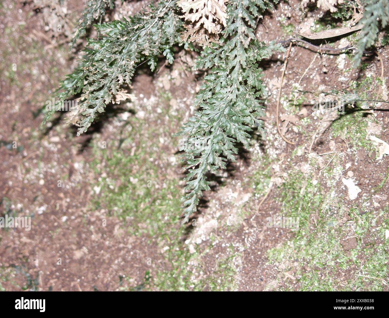Killarney fern (Vandenboschia speciosa) Plantae Stock Photo - Alamy