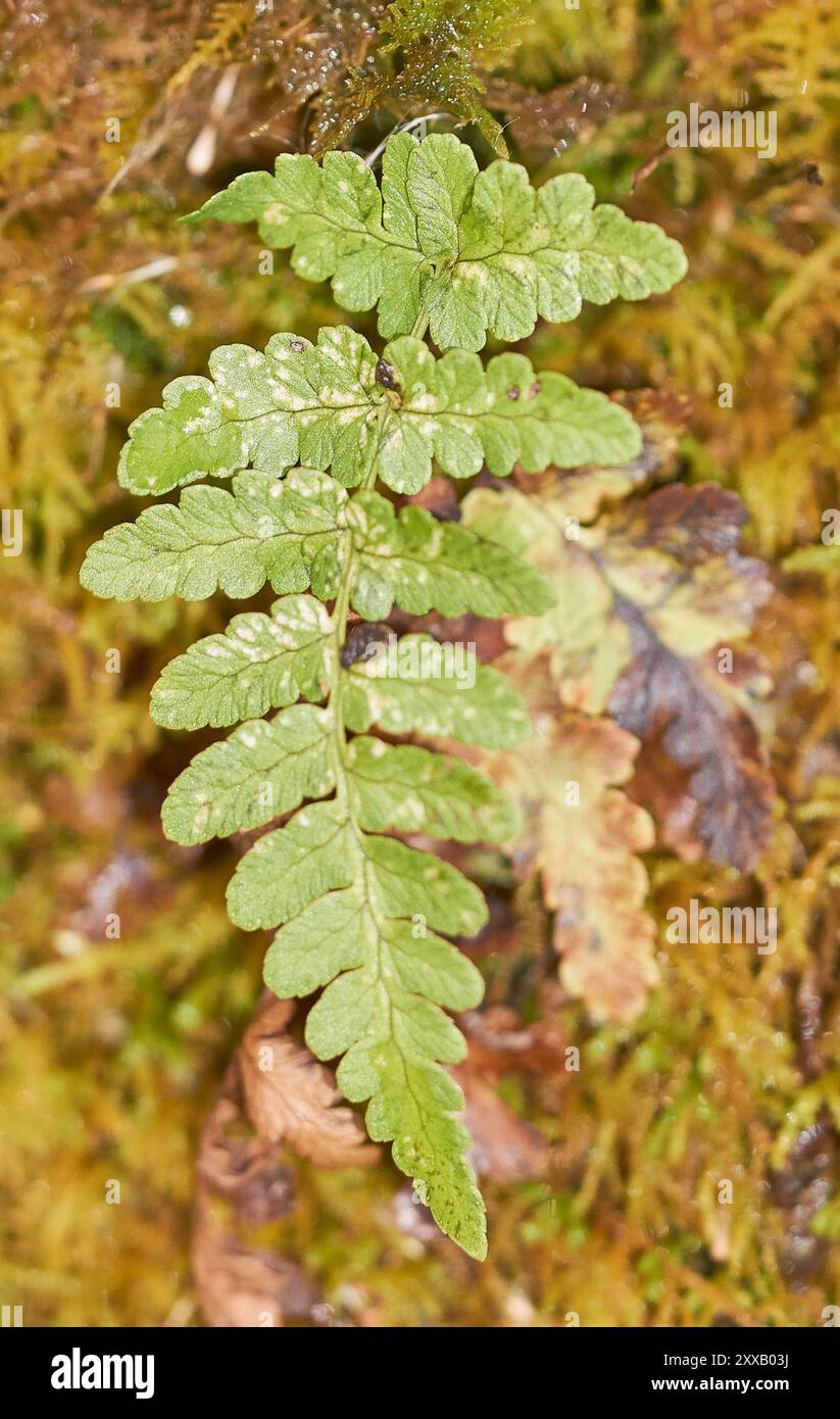 marginal wood fern (Dryopteris marginalis) Plantae Stock Photo - Alamy