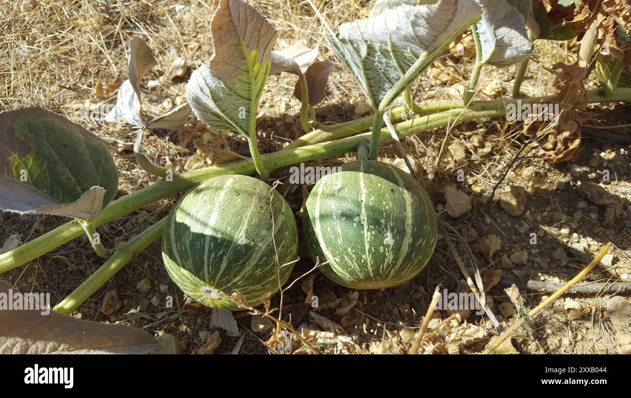 Buffalo Gourd (Cucurbita foetidissima) Plantae Stock Photo - Alamy