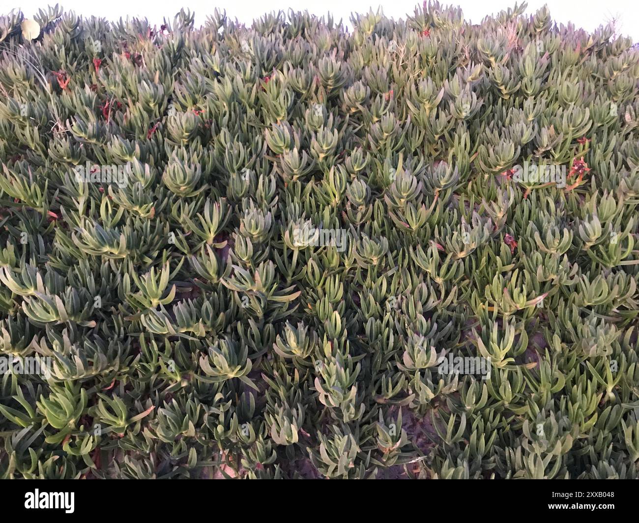 sea fig (Carpobrotus edulis) Plantae Stock Photo - Alamy
