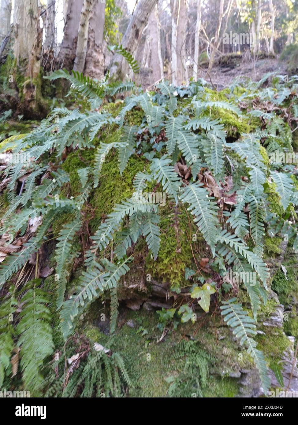 common polypody (Polypodium vulgare) Plantae Stock Photo - Alamy