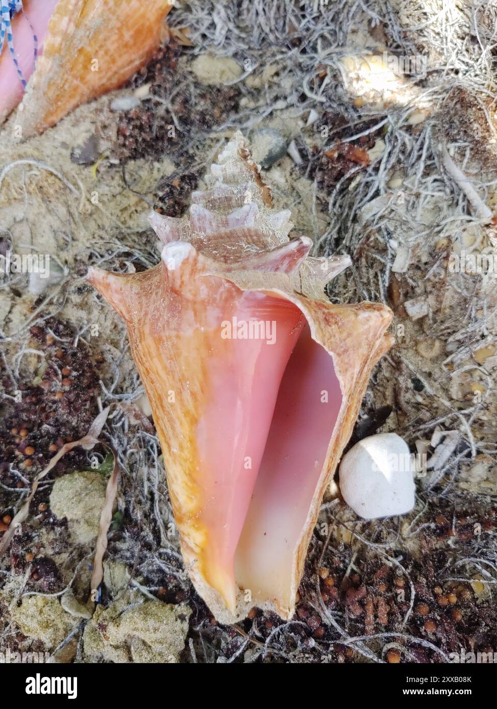 Queen Conch (Aliger gigas) Mollusca Stock Photo - Alamy