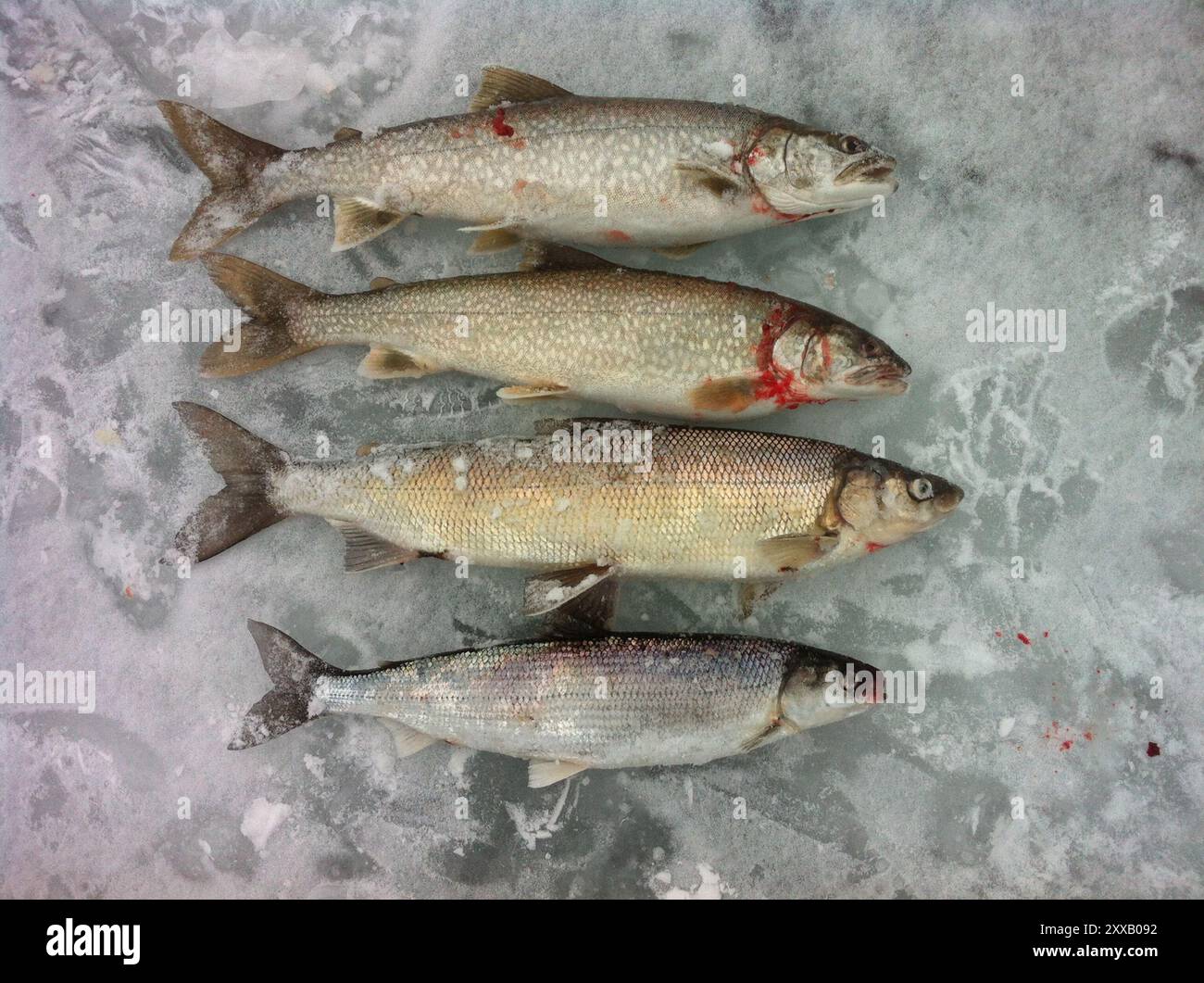 Lake Whitefish (Coregonus clupeaformis) Actinopterygii Stock Photo - Alamy