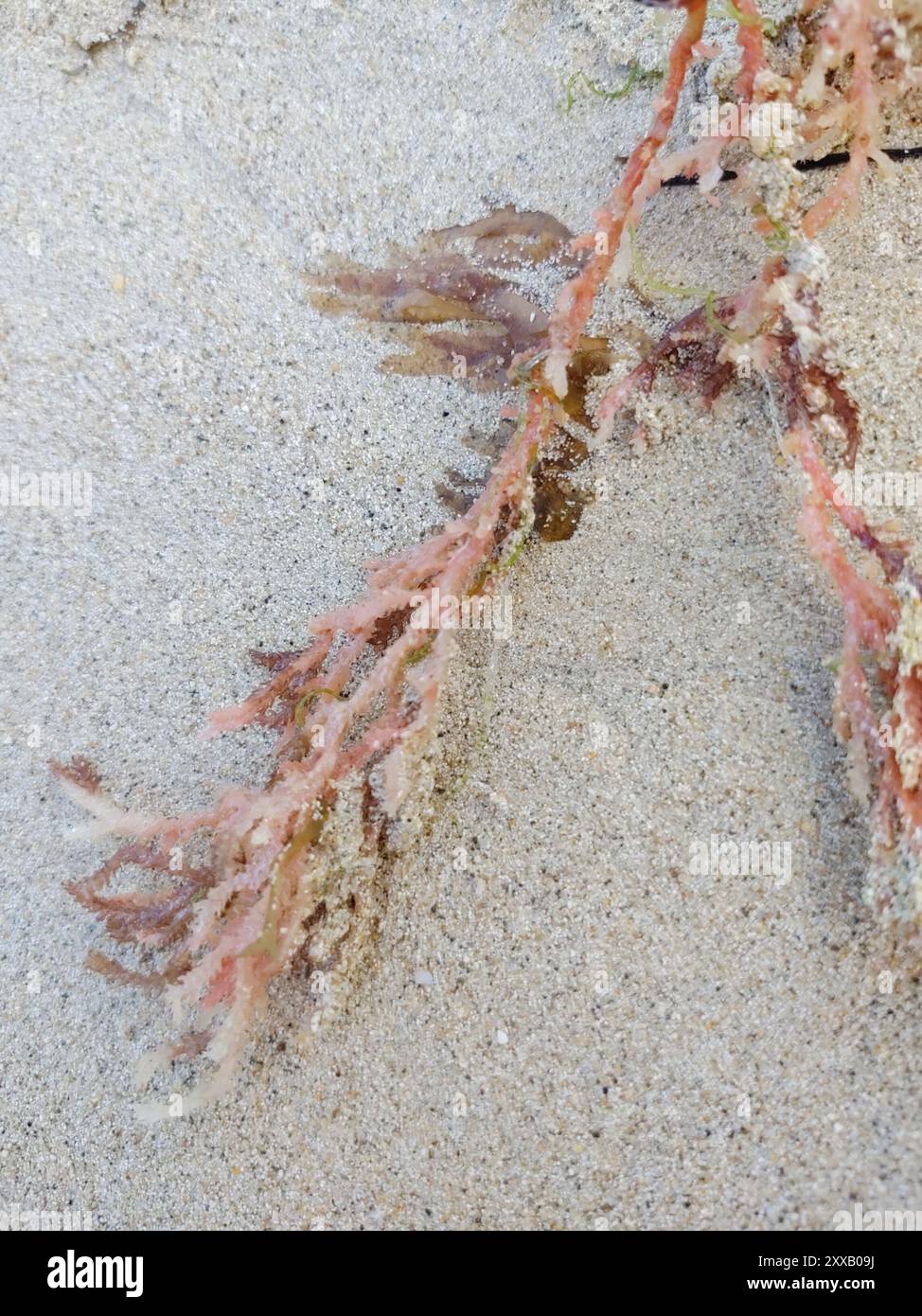 red algae (Rhodophyta) Plantae Stock Photo - Alamy