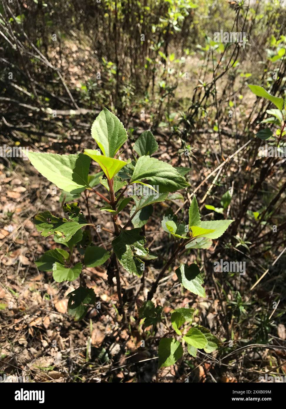 Crofton Weed (Ageratina adenophora) Plantae Stock Photo - Alamy