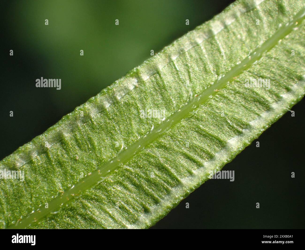 spider brake (Pteris multifida) Plantae Stock Photo - Alamy