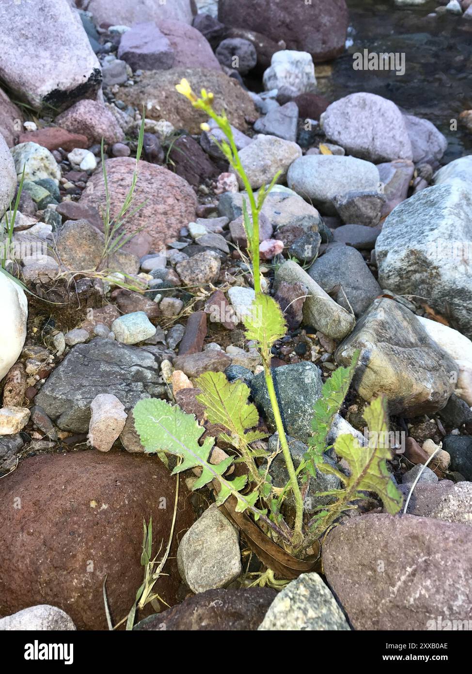 Saharan Mustard (Brassica tournefortii) Plantae Stock Photo - Alamy