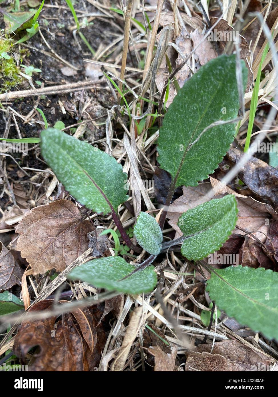 woolly ragwort (Packera dubia) Plantae Stock Photo - Alamy