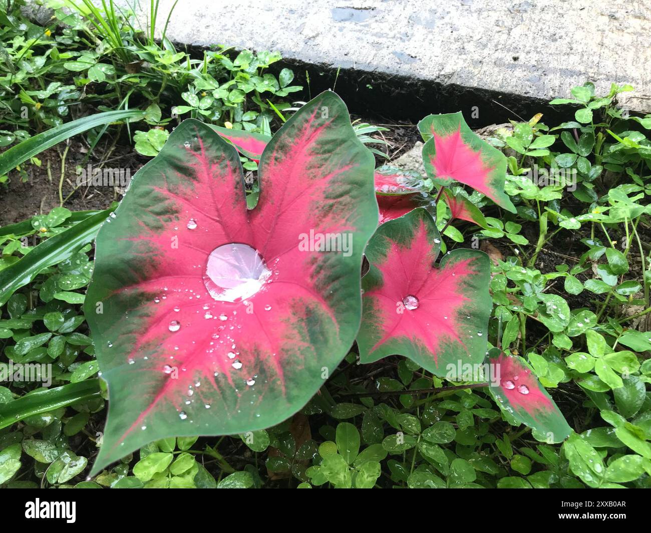 Heart of Jesus (Caladium bicolor) Plantae Stock Photo - Alamy