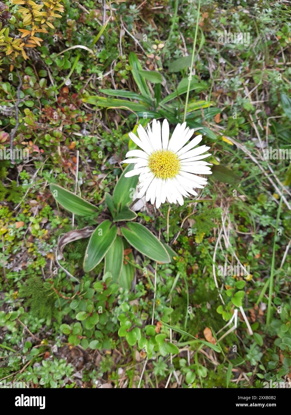 (Celmisia verbascifolia verbascifolia) Plantae Stock Photo - Alamy