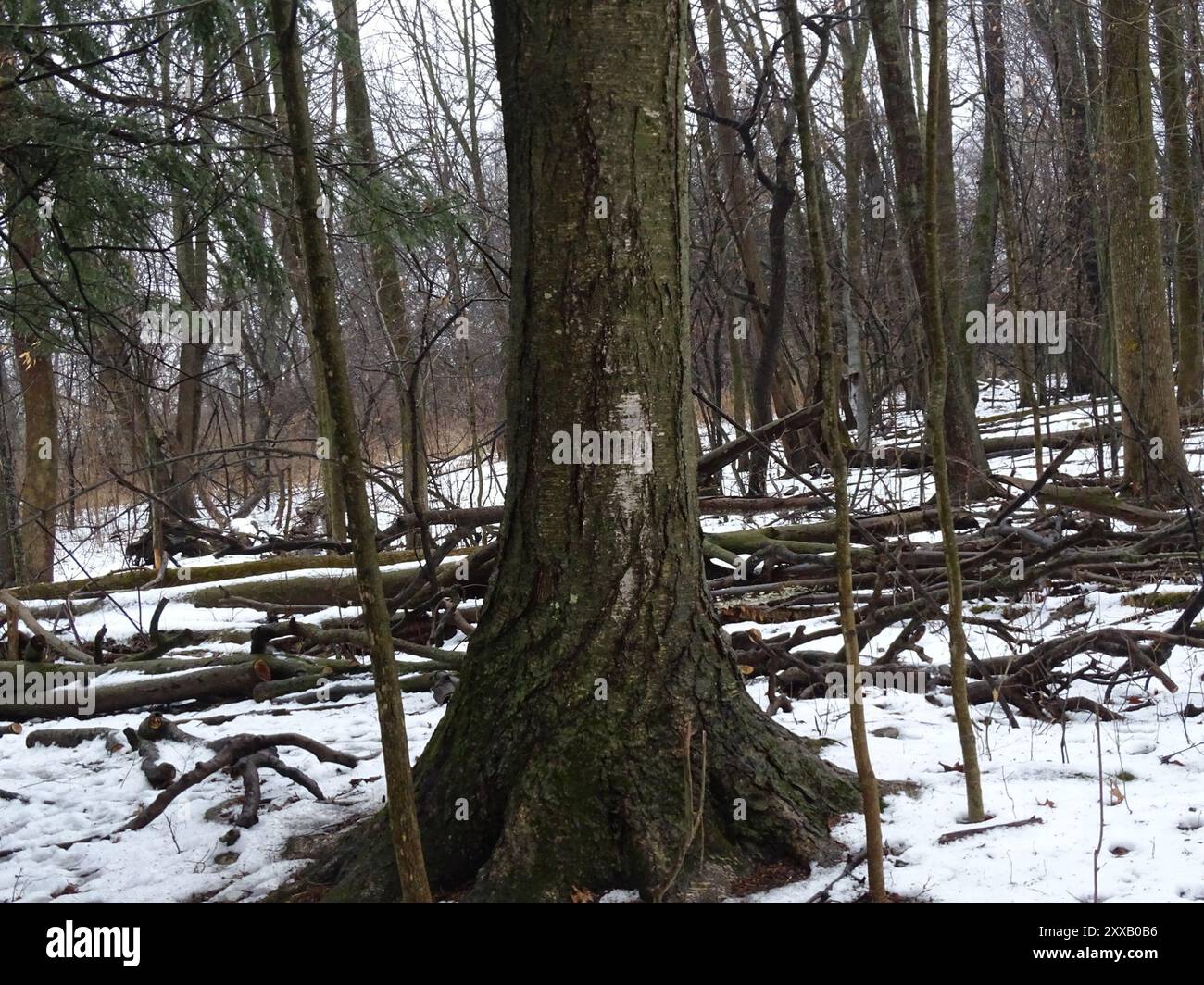 yellow birch (Betula alleghaniensis) Plantae Stock Photo - Alamy