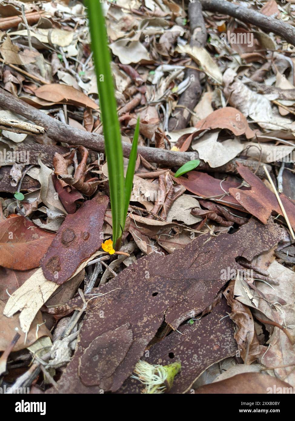 (Curculigo ensifolia) Plantae Stock Photo - Alamy