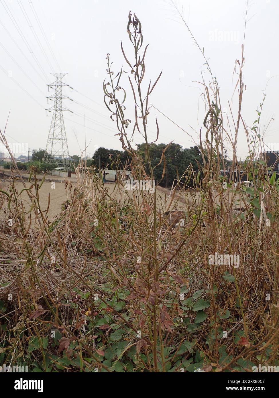 Asian spiderflower (Cleome viscosa) Plantae Stock Photo - Alamy