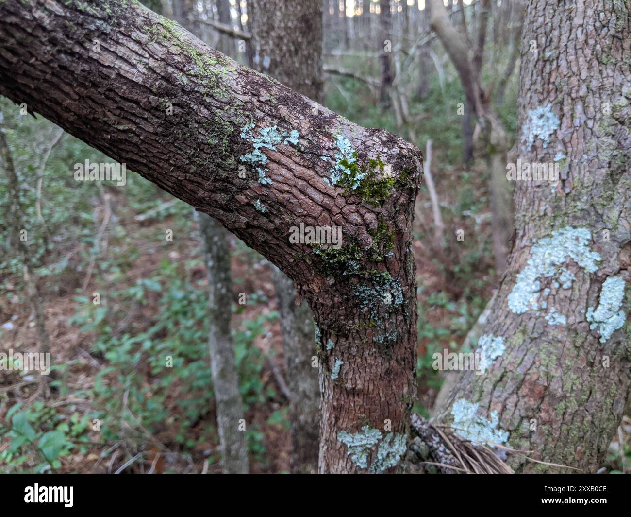 Swamp titi (Cyrilla racemiflora) Plantae Stock Photo - Alamy