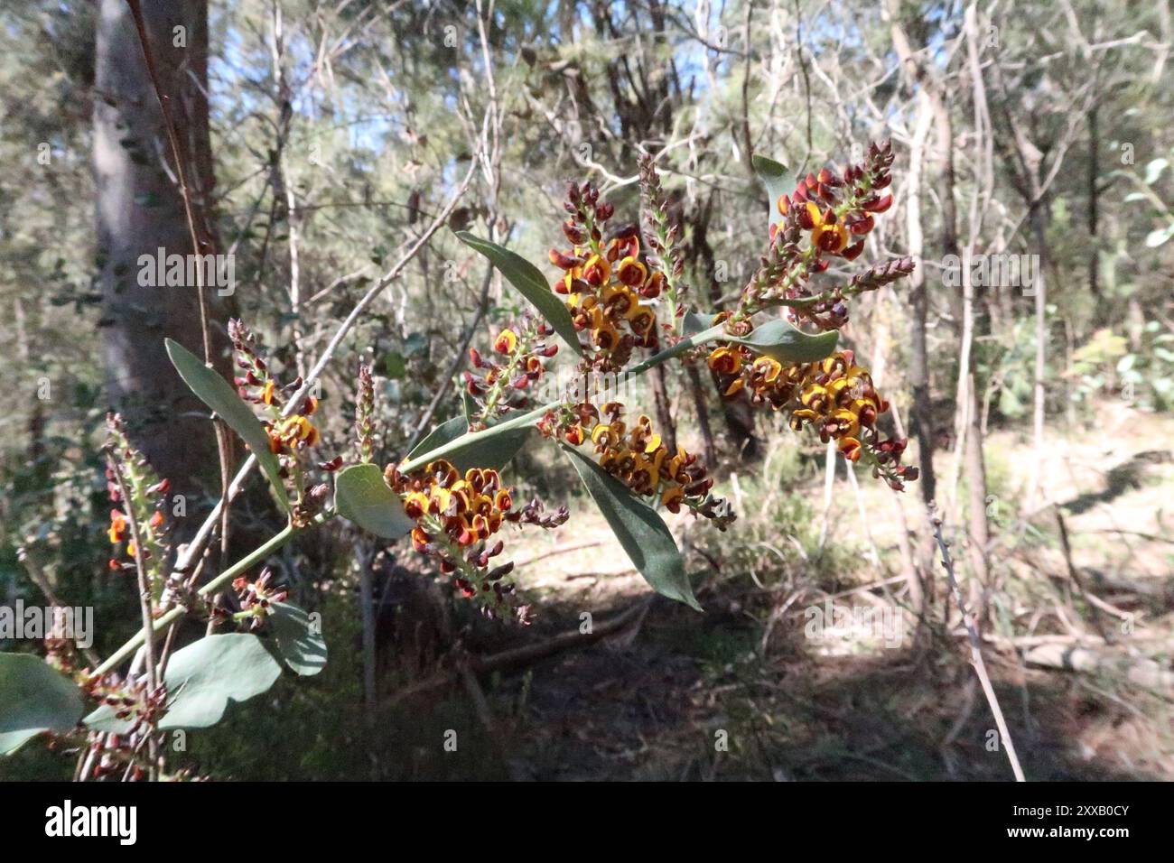 hop bitter-pea (Daviesia latifolia) Plantae Stock Photo - Alamy