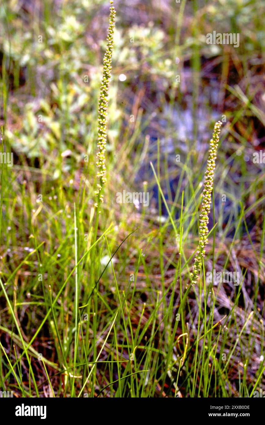 common arrowgrass (Triglochin maritima) Plantae Stock Photo - Alamy