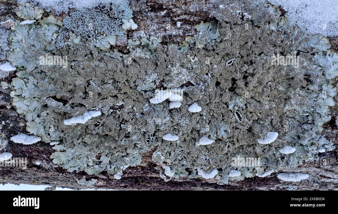 rough speckled shield lichen (Punctelia rudecta) Fungi Stock Photo - Alamy