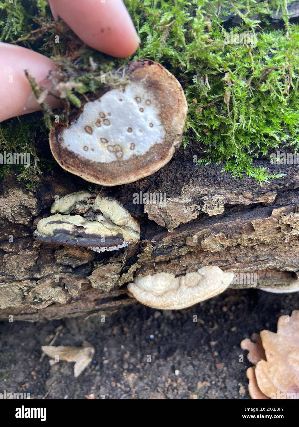 Hoof Fungus (Fomes fomentarius) Fungi Stock Photo - Alamy