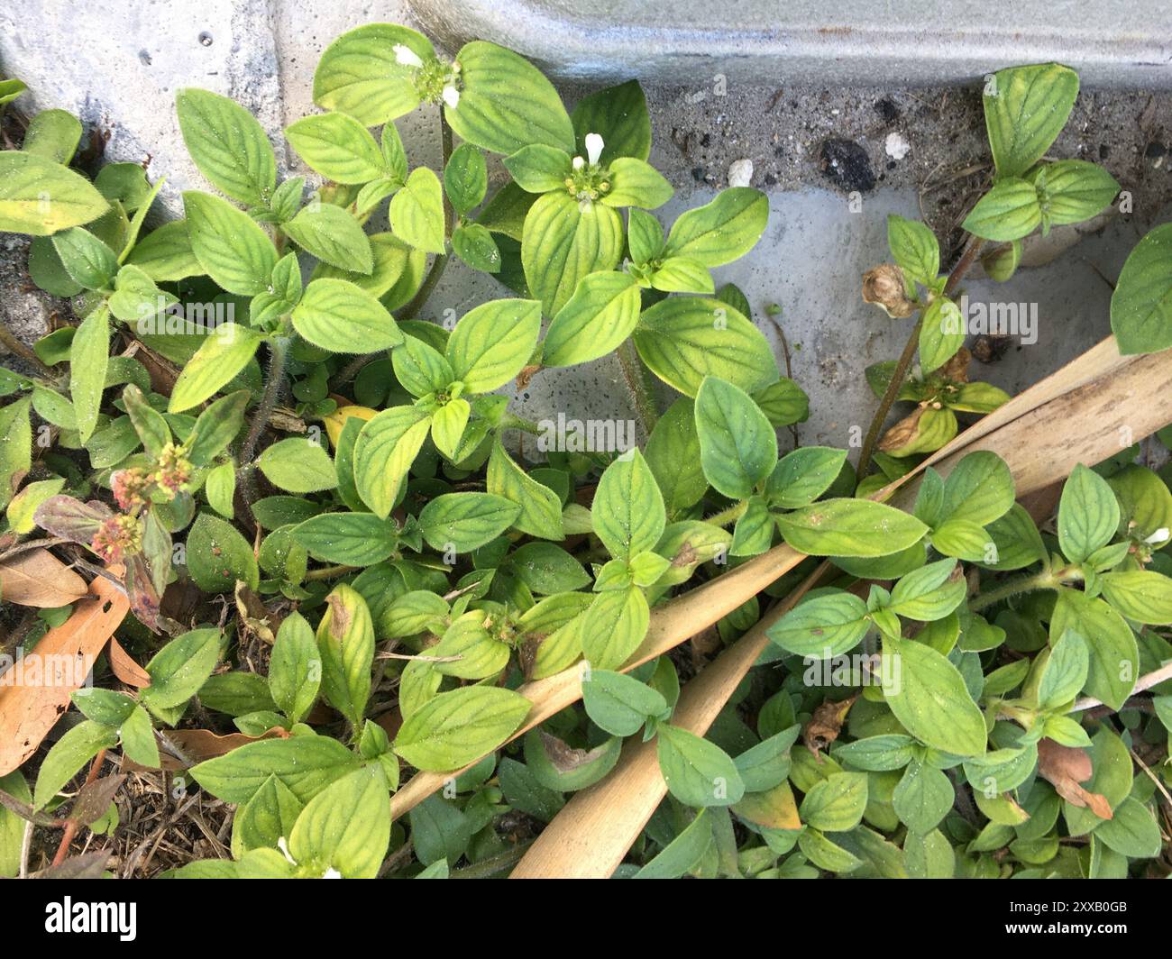 Florida Pusley (Richardia scabra) Plantae Stock Photo - Alamy