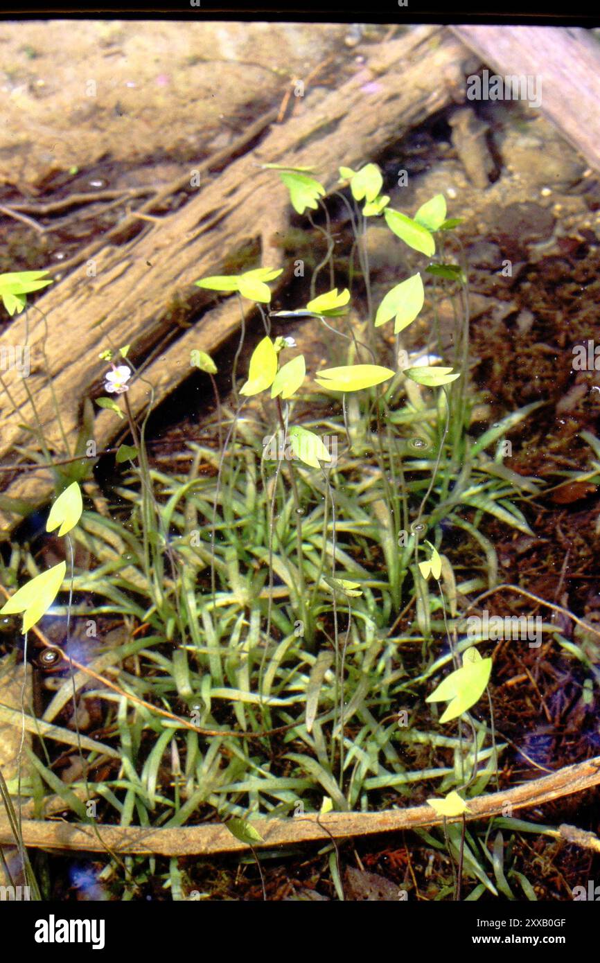 Arumleaf Arrowhead (Sagittaria cuneata) Plantae Stock Photo - Alamy