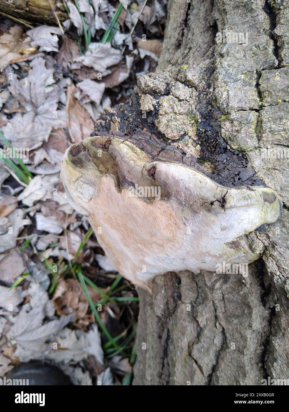(Phellinus alni) Fungi Stock Photo - Alamy