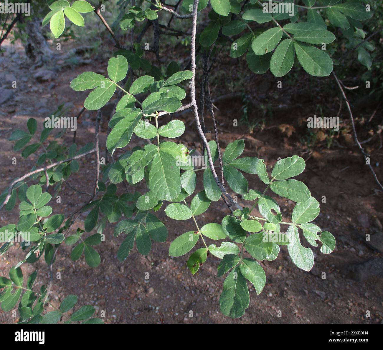 Roughleaf Corkwood (Commiphora edulis) Plantae Stock Photo - Alamy