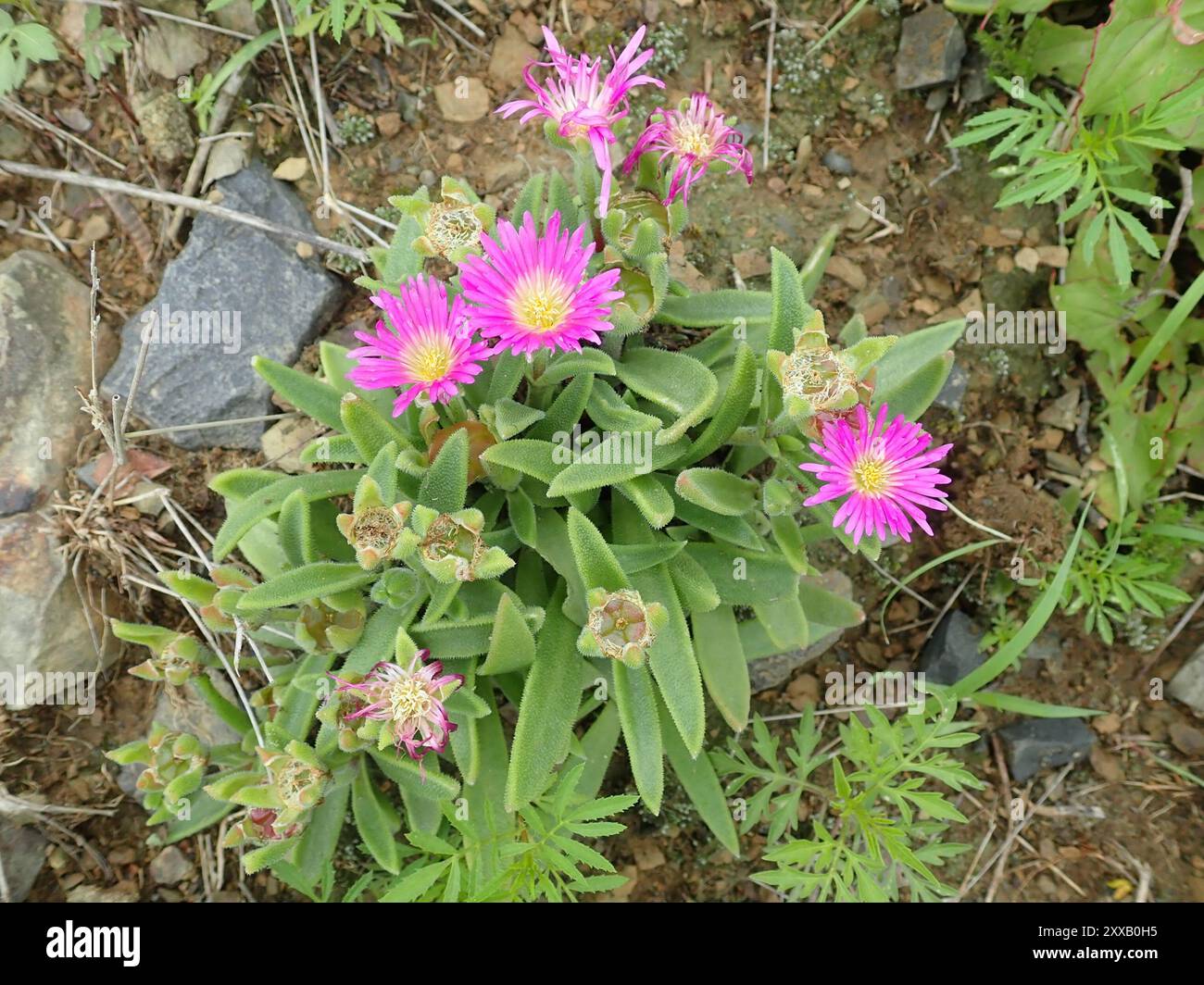 Fire Sheepfig (Delosperma sutherlandii) Plantae Stock Photo - Alamy