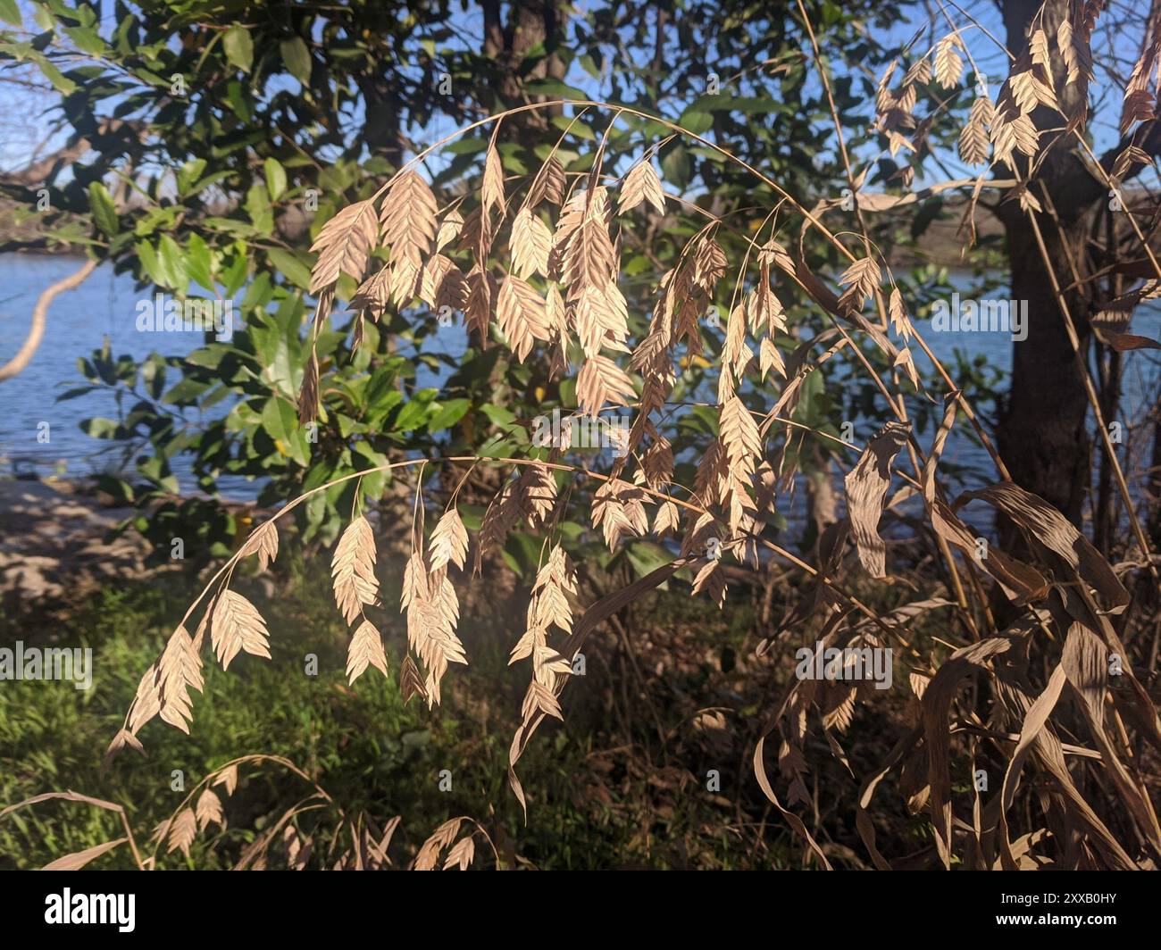 inland wood oats (Chasmanthium latifolium) Plantae Stock Photo - Alamy