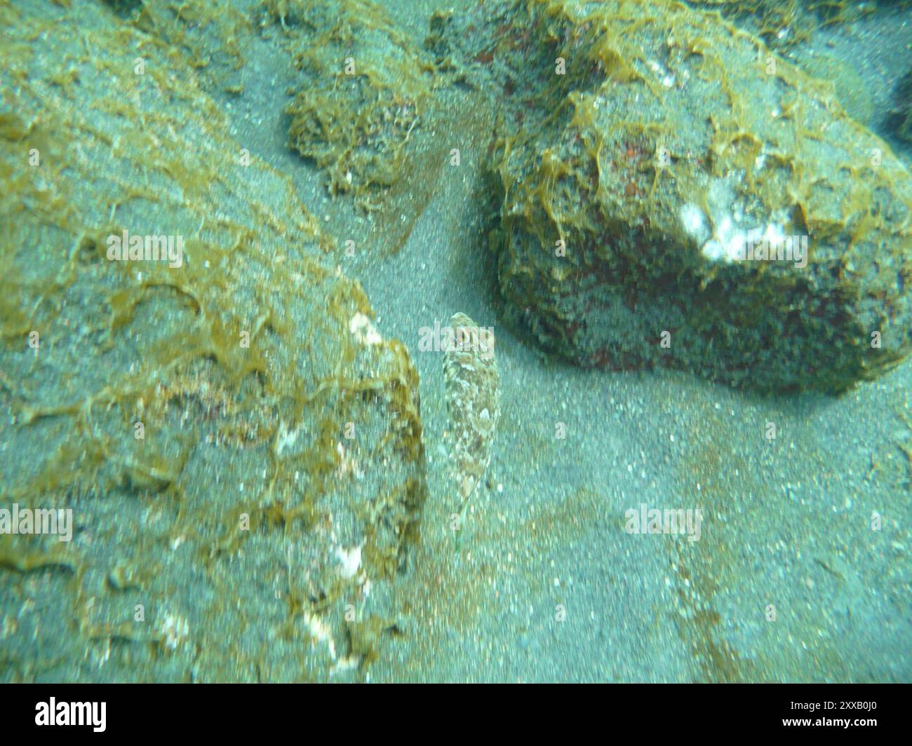 Guinean Puffer (Sphoeroides marmoratus) Actinopterygii Stock Photo - Alamy