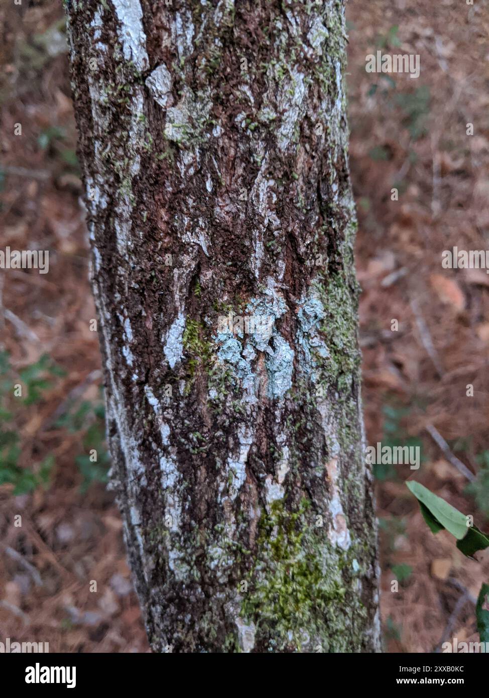 Swamp Bay (Persea palustris) Plantae Stock Photo - Alamy
