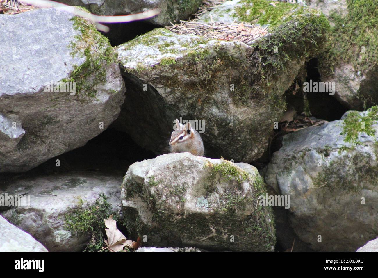 Cliff Chipmunk (Neotamias dorsalis) Mammalia Stock Photo - Alamy