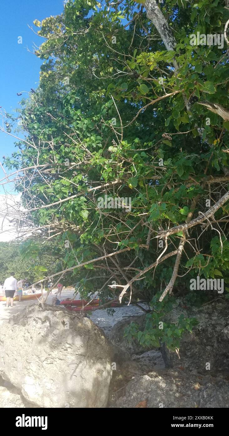 Portia tree (Thespesia populnea) Plantae Stock Photo - Alamy