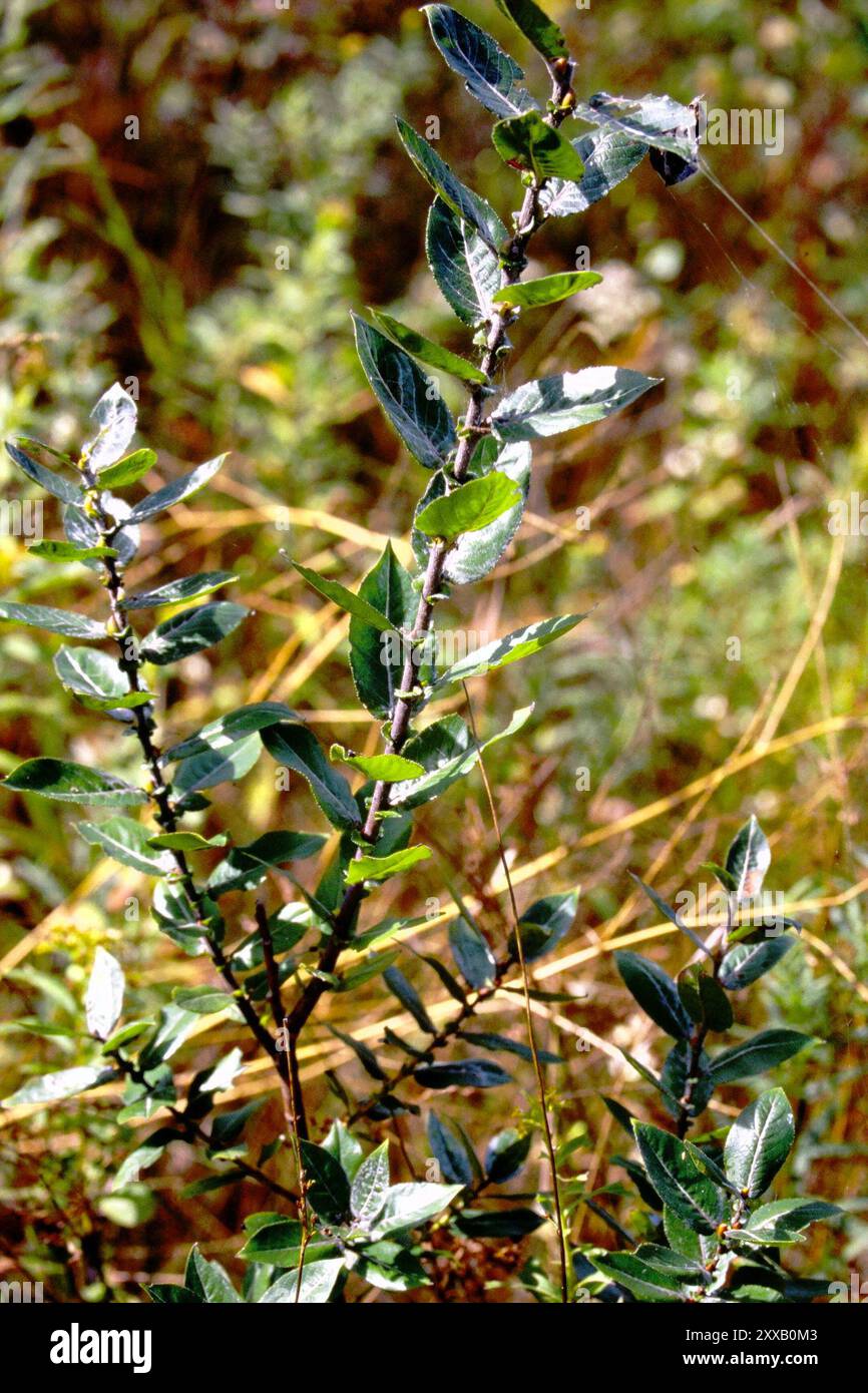 sand dune willow (Salix cordata) Plantae Stock Photo - Alamy