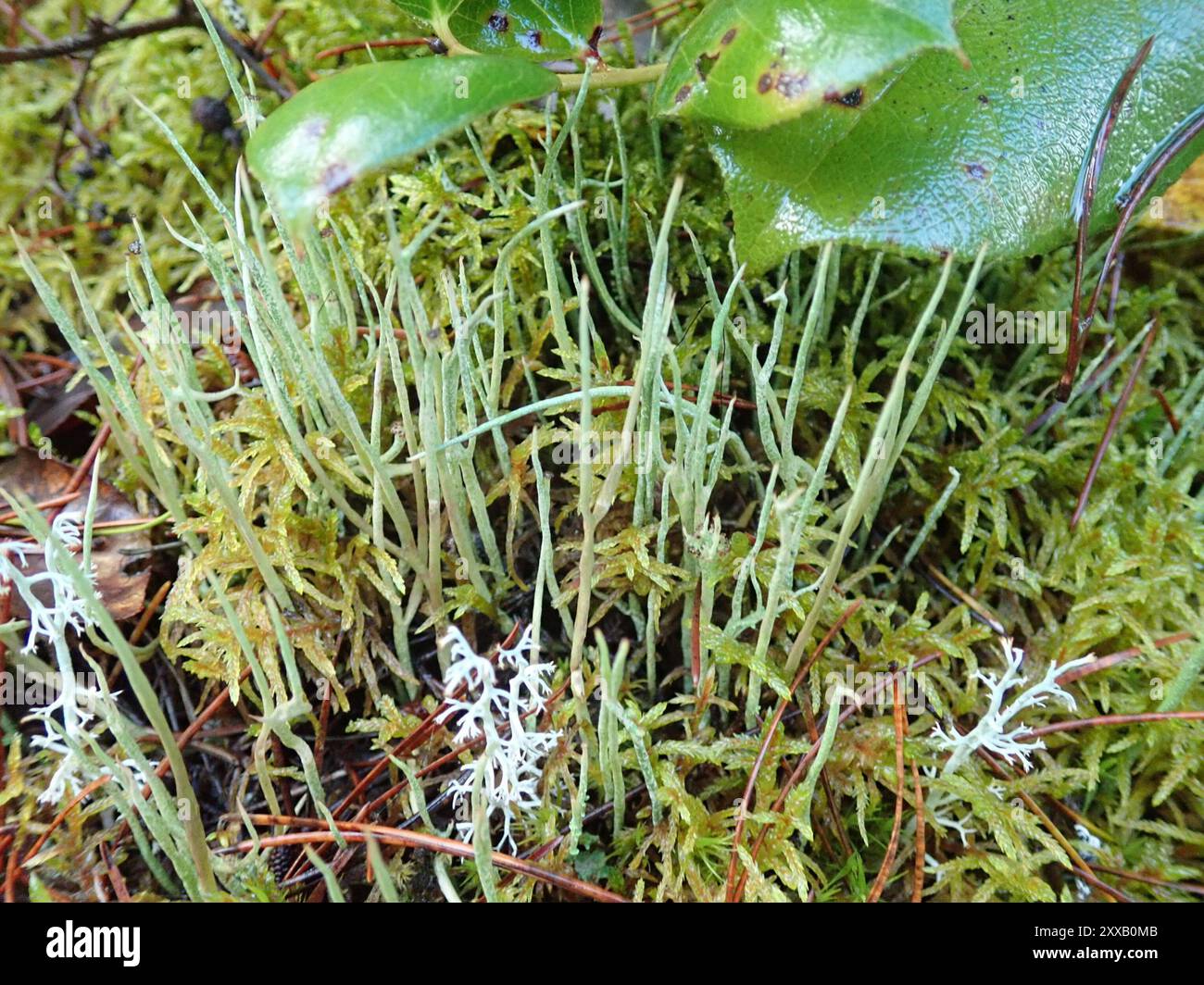 Smooth Horn Lichen (Cladonia gracilis) Fungi Stock Photo - Alamy